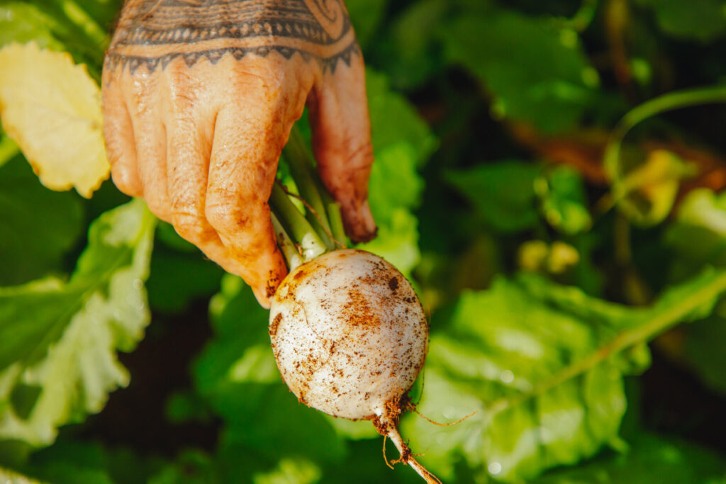 Welcome to Hoʻōla Farms
