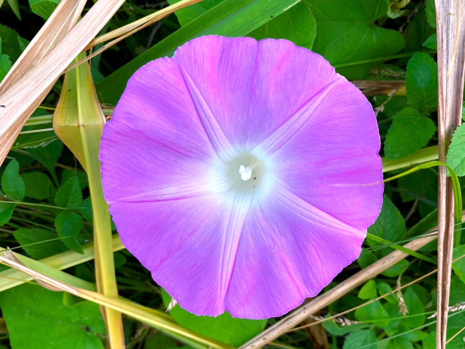 About Hoʻōla Farms