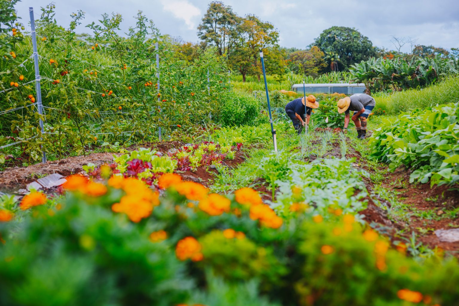 Welcome to Hoʻōla Farms