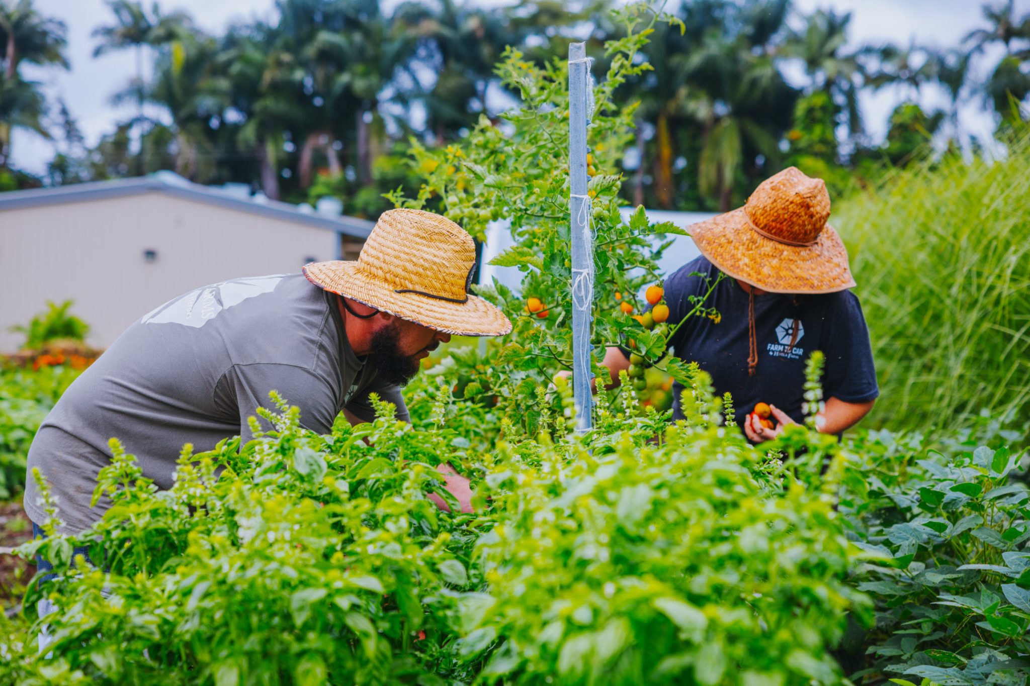 Welcome to Hoʻōla Farms