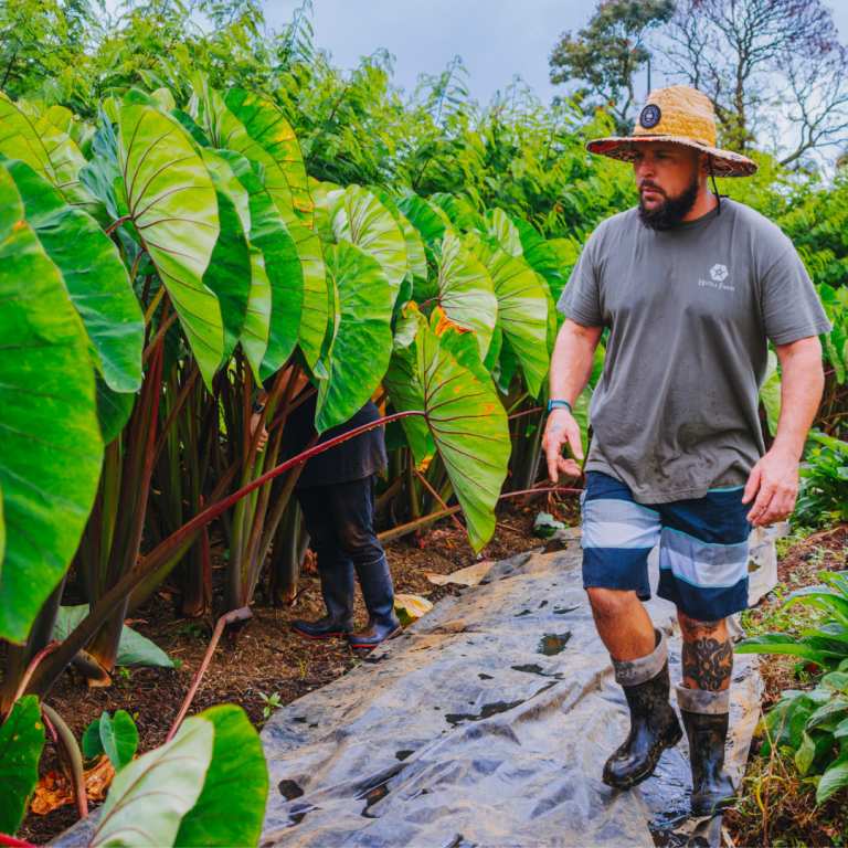 Welcome to Hoʻōla Farms